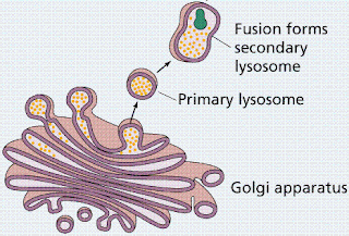 Lysosomes