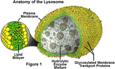Structure and Function of Cytoplasmic Organelles of Cell