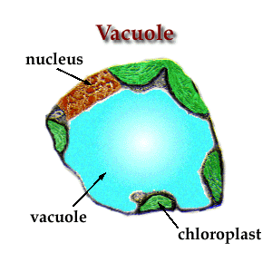 Structure and Function of Cytoplasmic Organelles of Cell