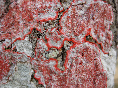 Pink Fungus Growing on Live Oaks | Arborist, Chainsaw & Tree Work Forum