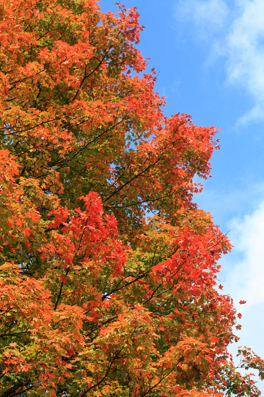 JOYFUL REFLECTIONS: Fall on the Blue Ridge Pkwy-Part II