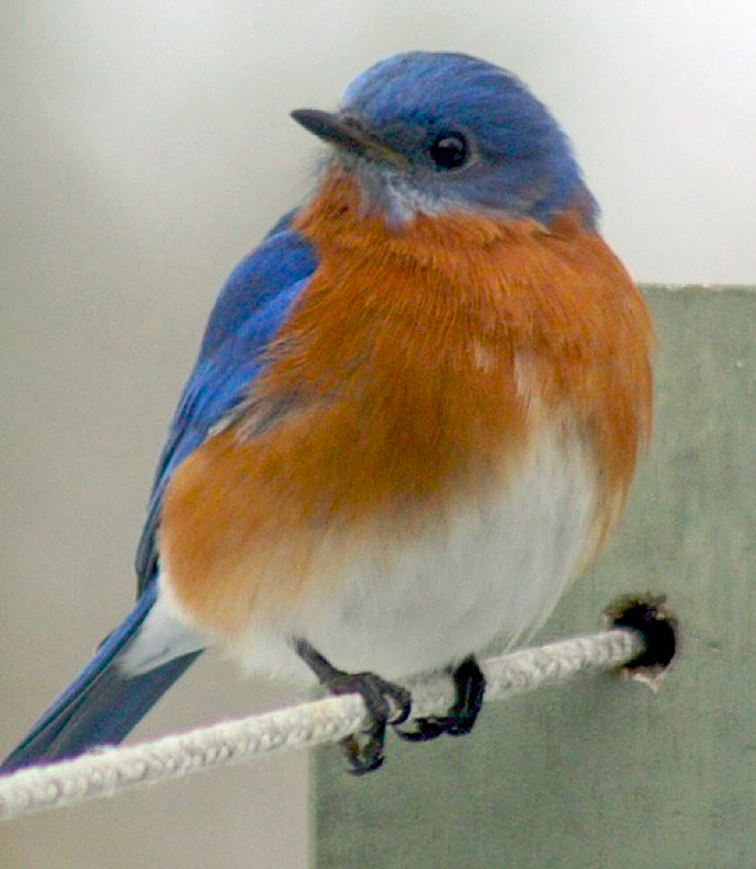 JOYFUL REFLECTIONS: 2010 Best of....: BLUEBIRDS