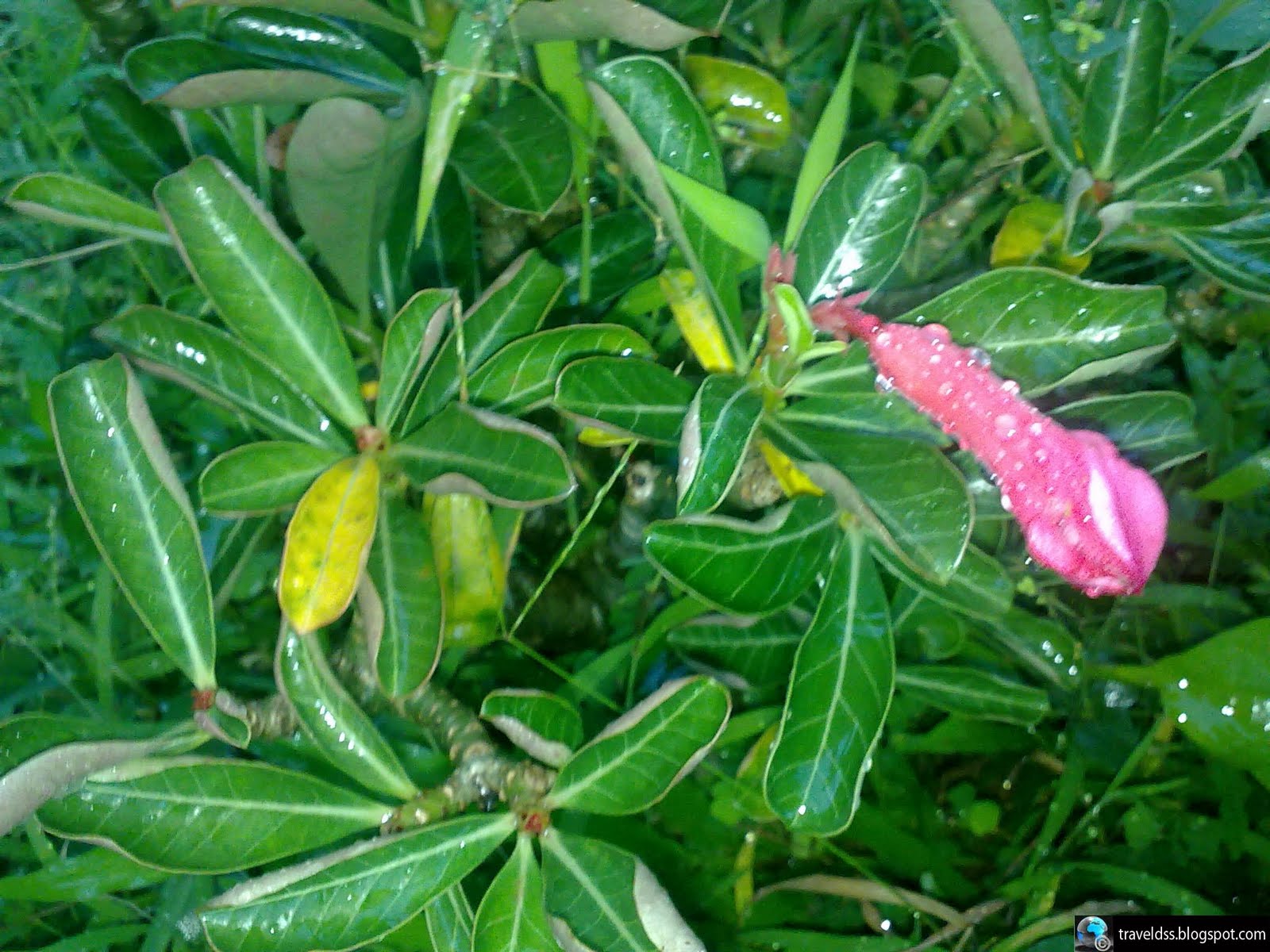 DS Crew: Temple flower (Araliya/අරලිය)