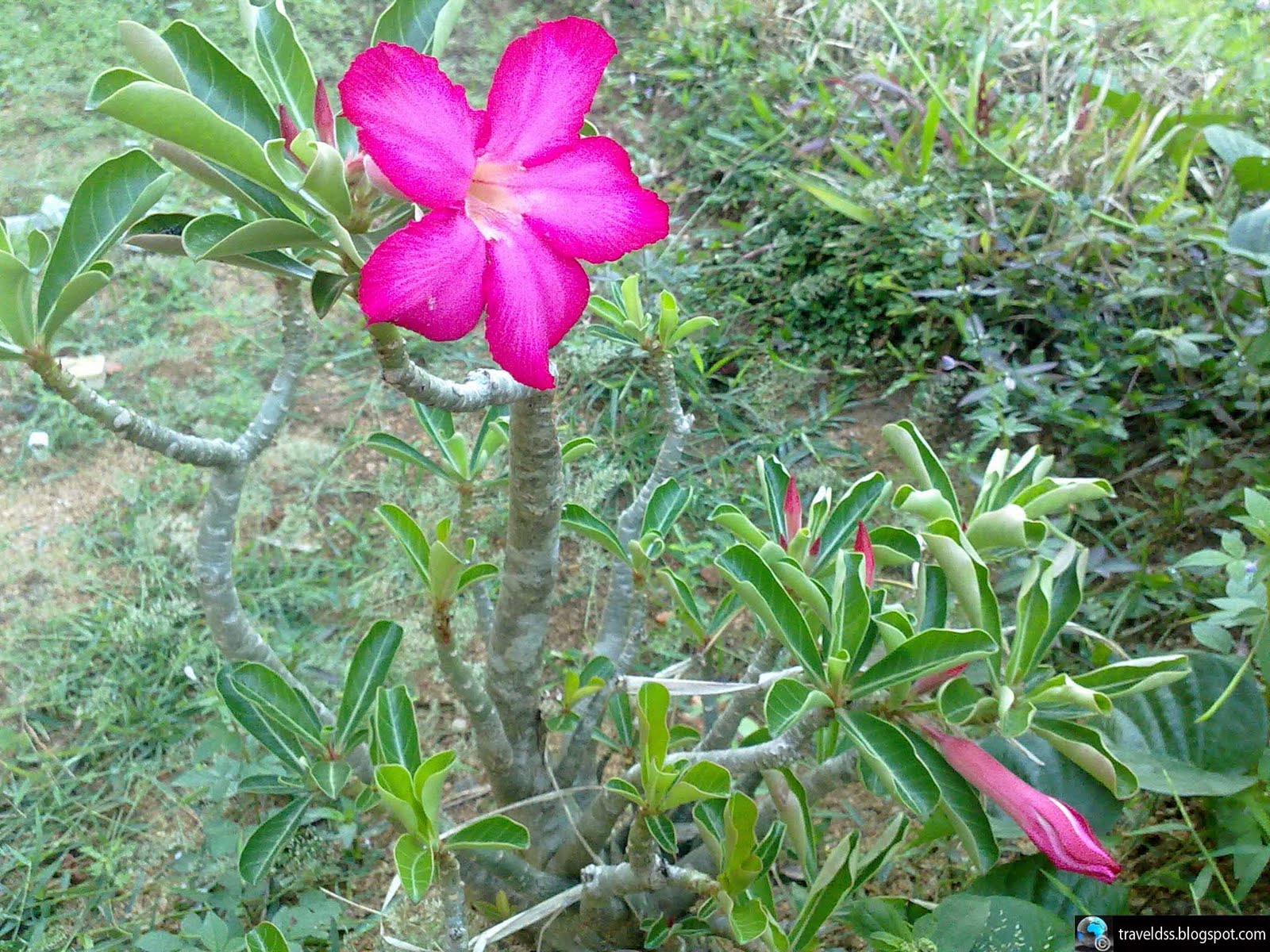 DS Crew: Temple flower (Araliya/අරලිය)