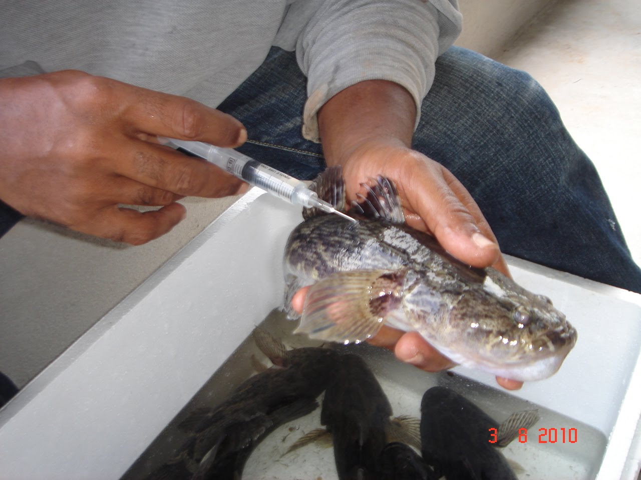 hanafiah the fish farmer: induk ketutu