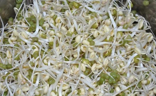 Anything handmade....: PIY Taugeh (Bean Sprouts) (PIY=Plant-It-Yourself)