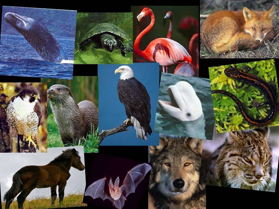 Animais em vias de Extinção: Animais em vias de Extinção