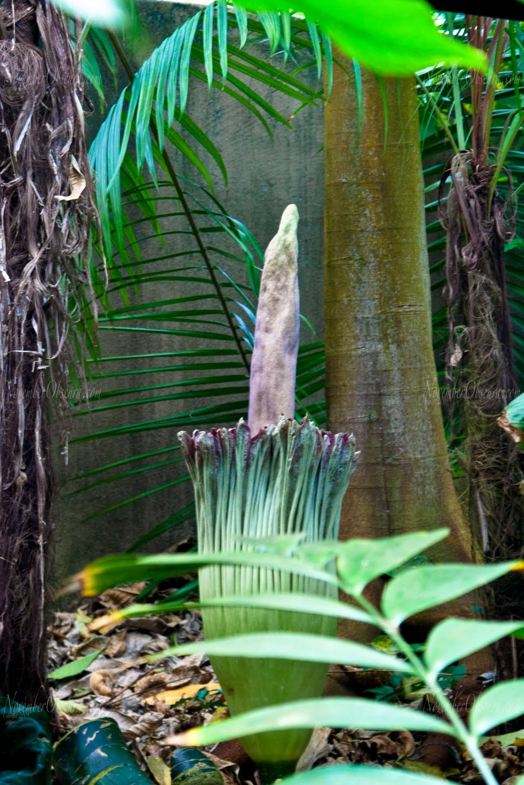 November Obscura: Corpse Flower- Amorphophallus titanum