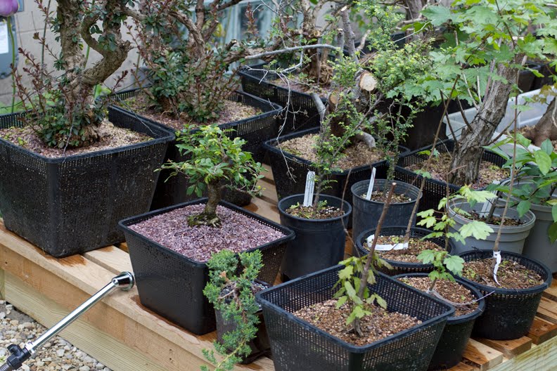 Matthew Holt's Artistic Endeavors: Bonsai Bench