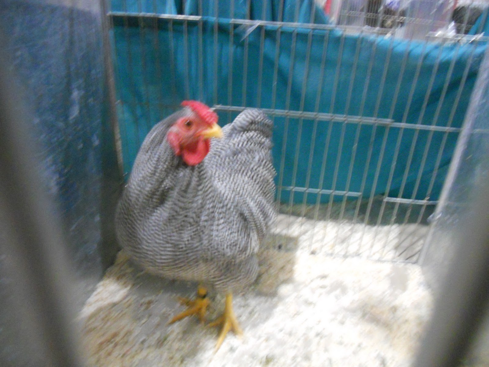 Lewis' Blog: National Poultry Show 2010