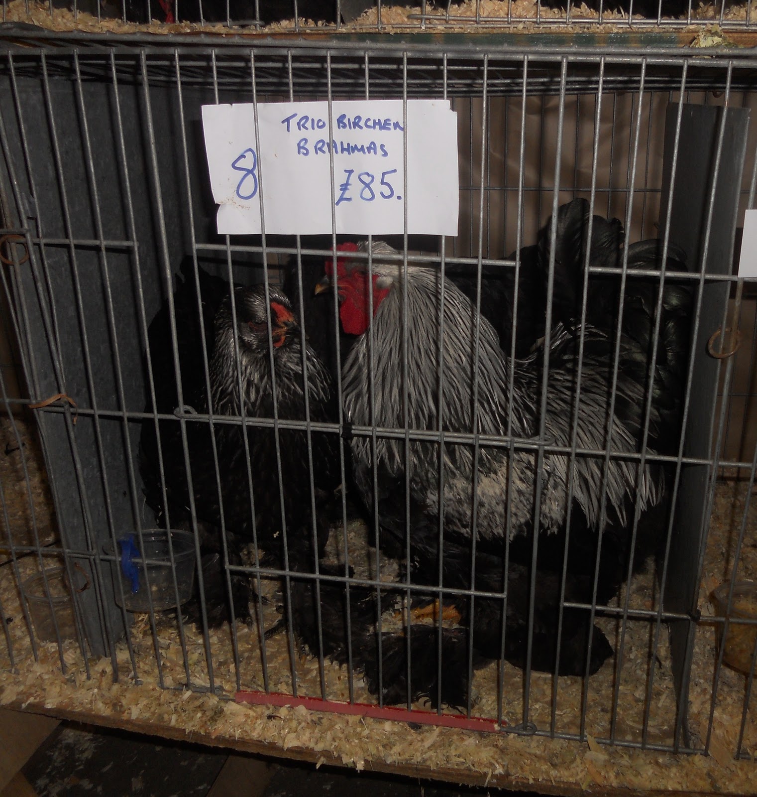 Lewis' Blog: National Poultry Show 2010