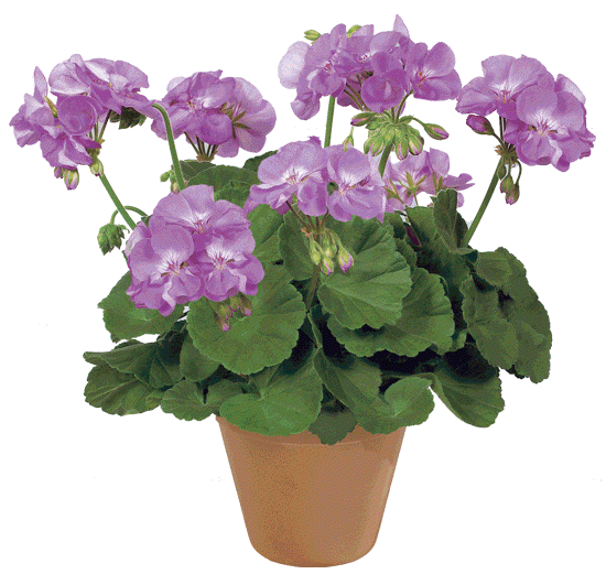 Flori de apartament-ingrijire: MUSCATE