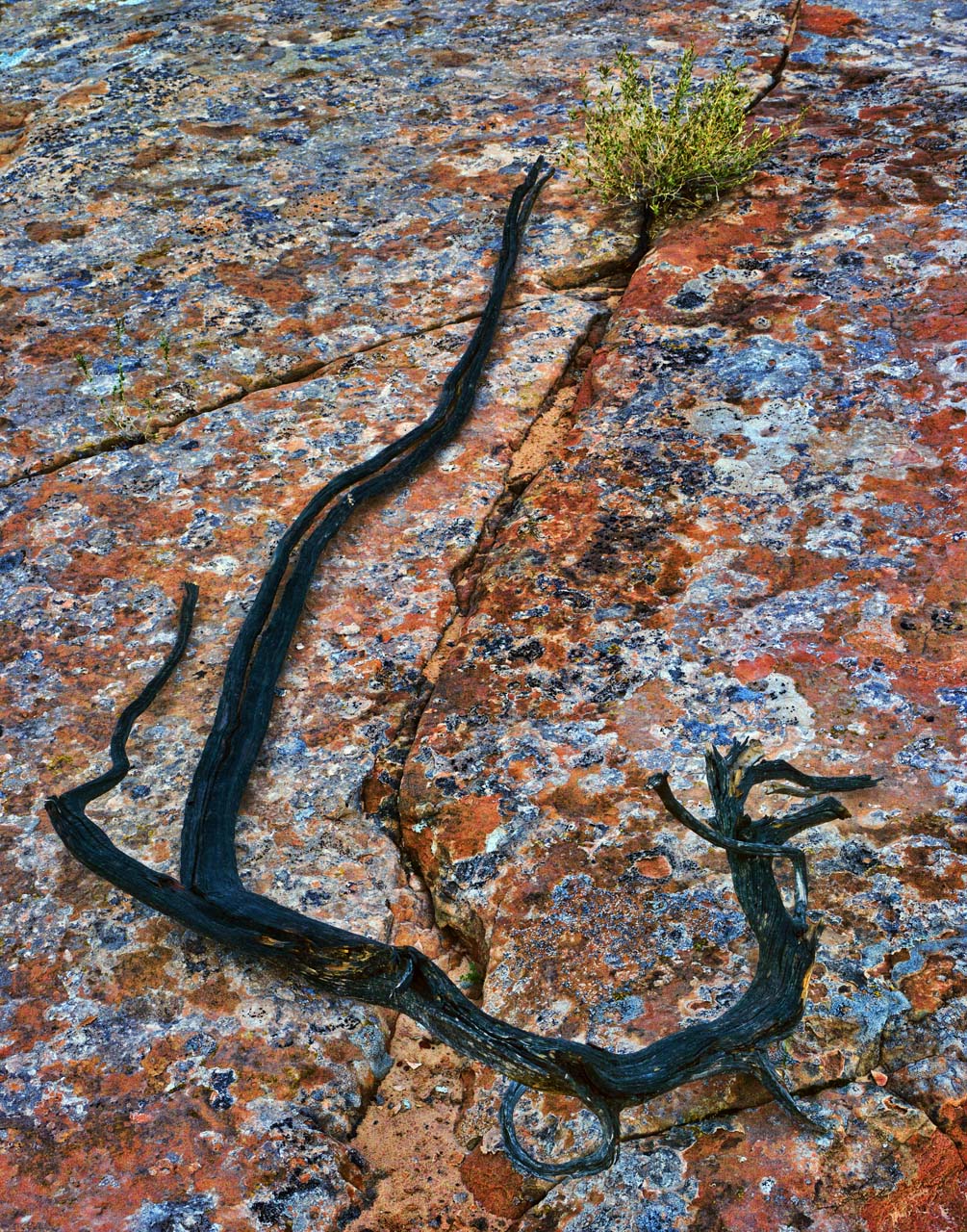 Jim Cox Photos: Stick on a Rock