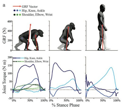 Eine Kleine Nattermusing: Evolution of Bipedalism