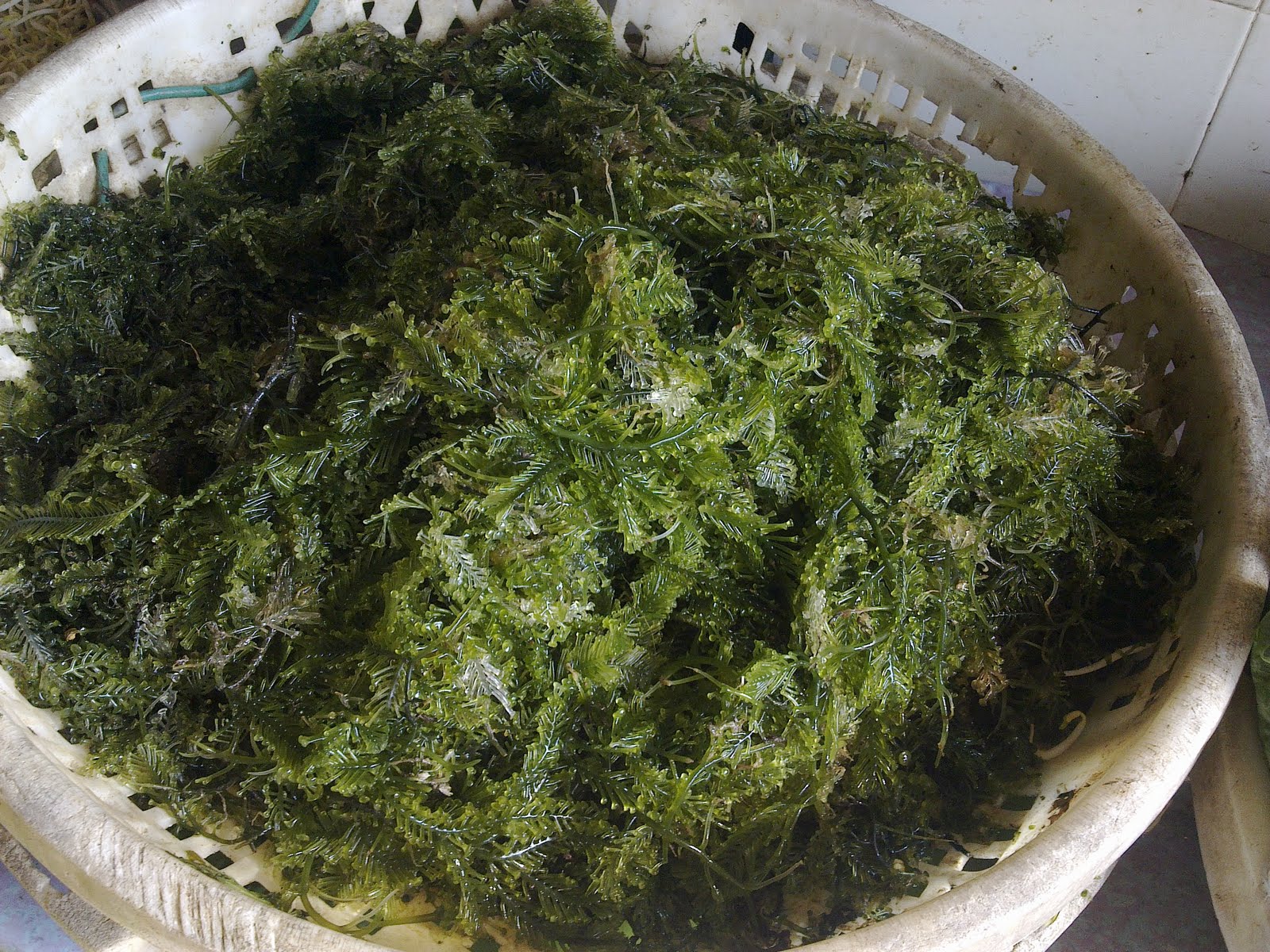 ♥♥ C!kPuan$yaK!ffl!! ♥♥: Laktok