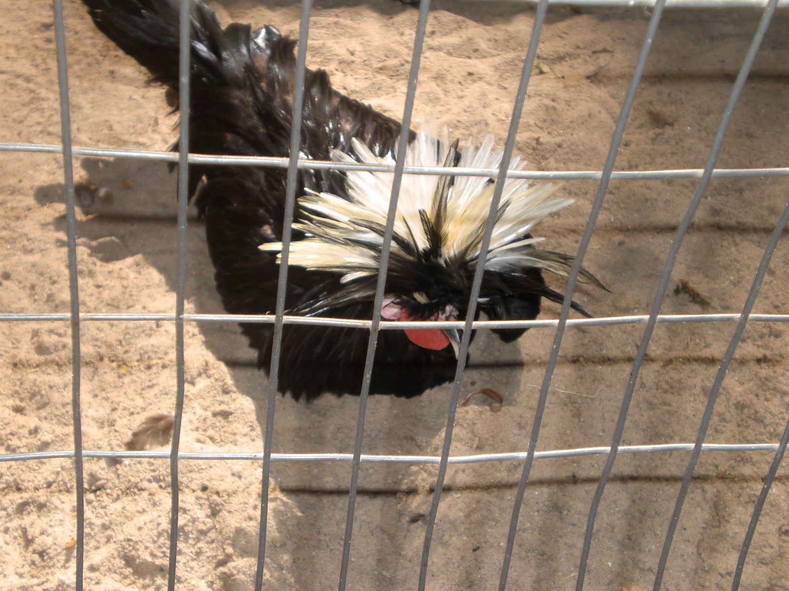 furry paws: Cute Chickens at the Zoo