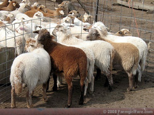 Farmgirl Fare: Sunday Dose of Cute: How and Why We Added Katahdin Hair ...