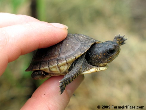 Farmgirl Fare: Tuesday Dose of Cute: Baby Turtle Blogging