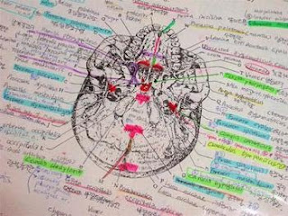 Robert Lindsay Returns: Face Split Diving Accident Video