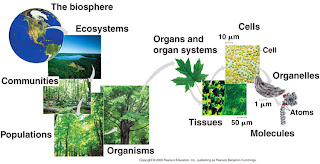 Raine: AP Biology Chapter 1