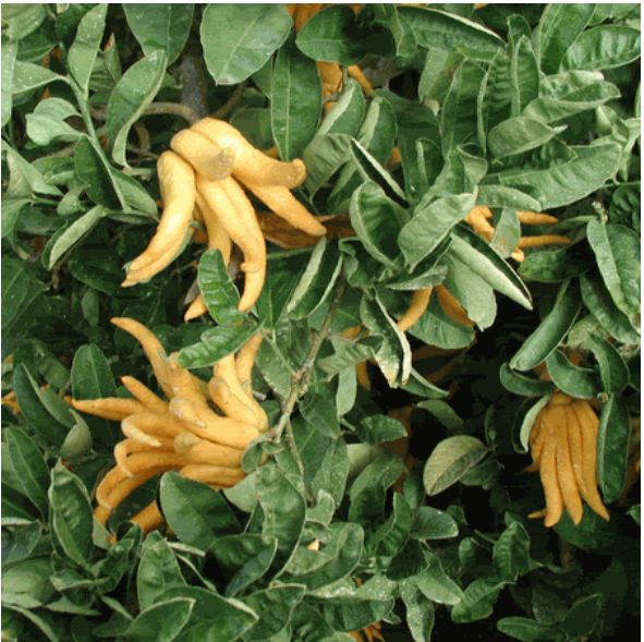 beauty of the world, the beauty of my world: Amazing and odd fruits ...