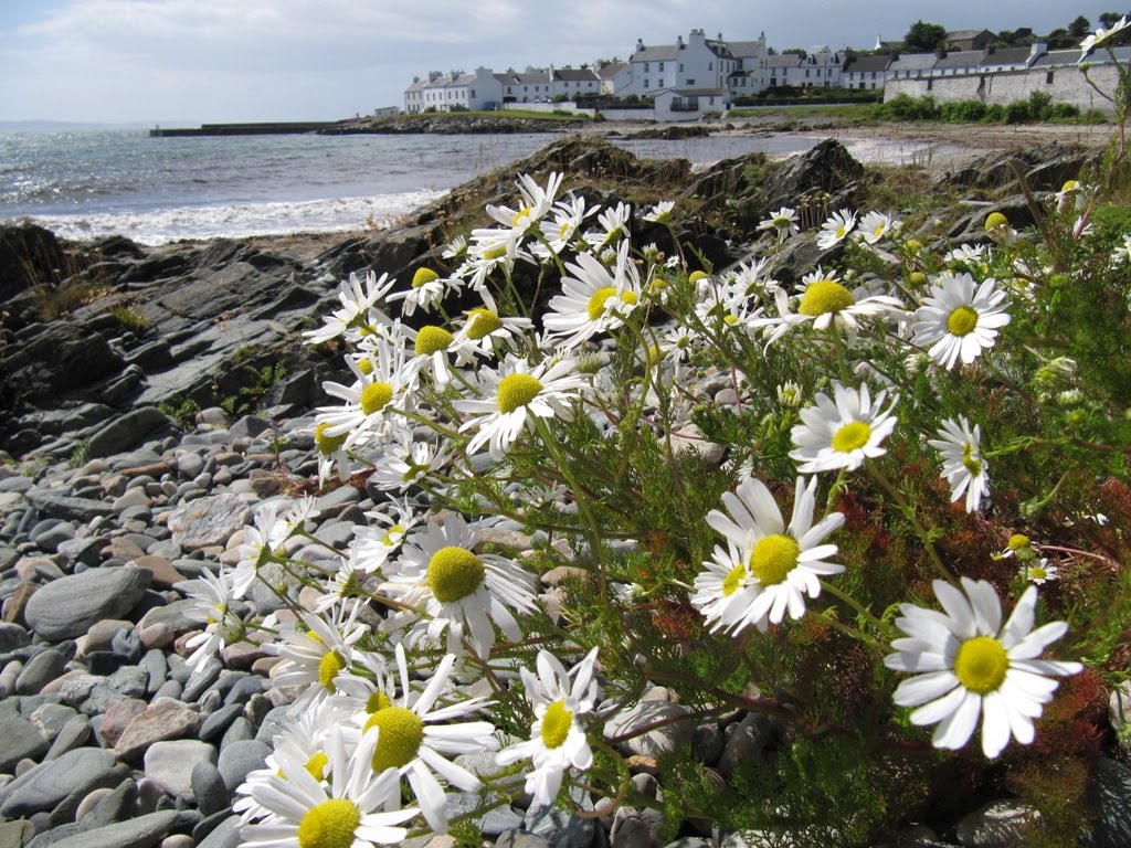 Islay Natural History Trust: Beach flowers