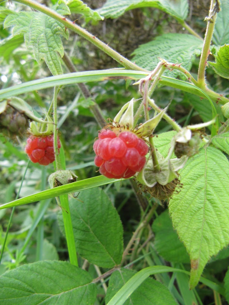 Islay Natural History Trust: Wild Raspberry (Rubus idaeus)