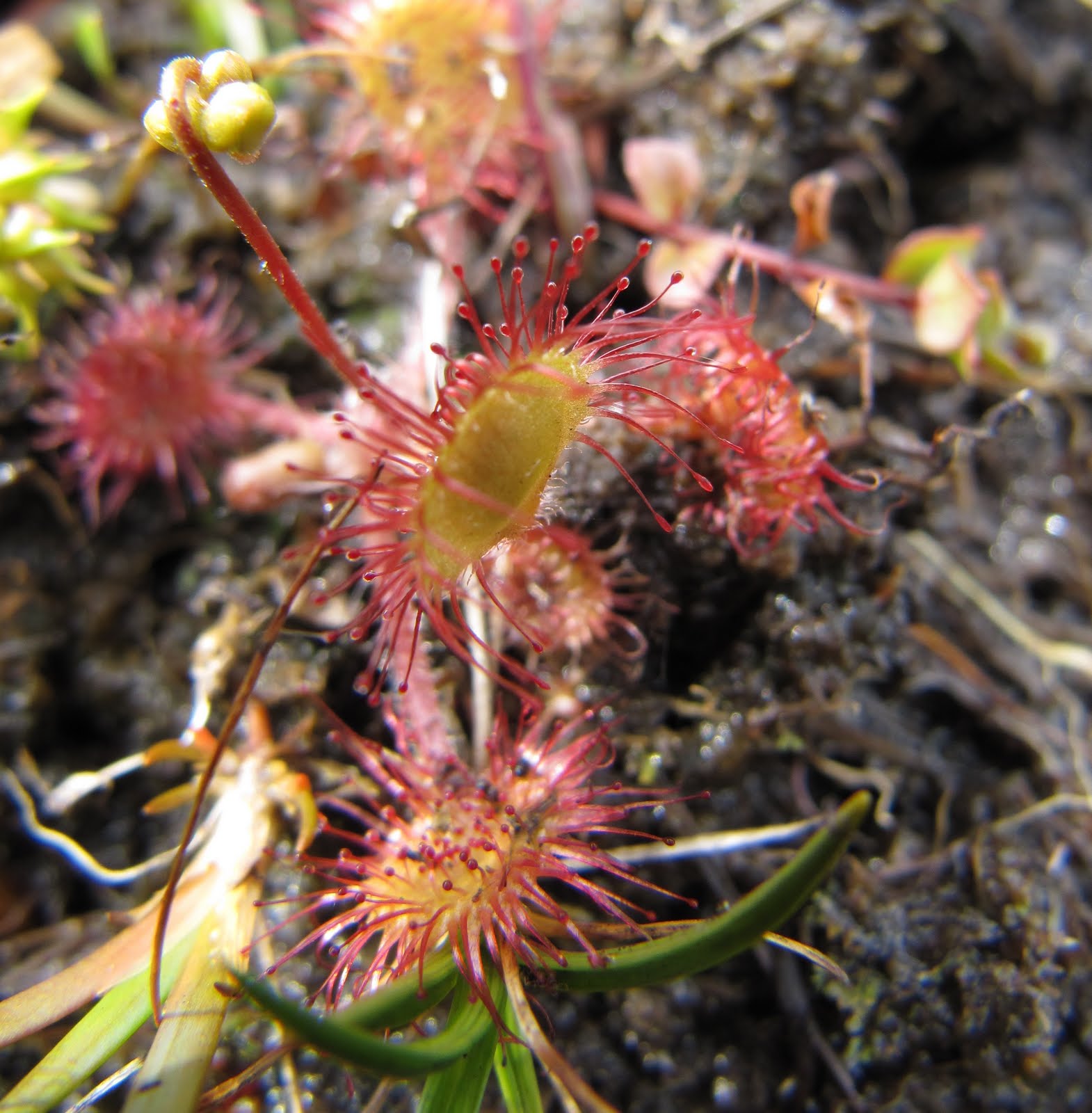 Islay Natural History Trust: Common Sundew (Drosera rotundiflora)