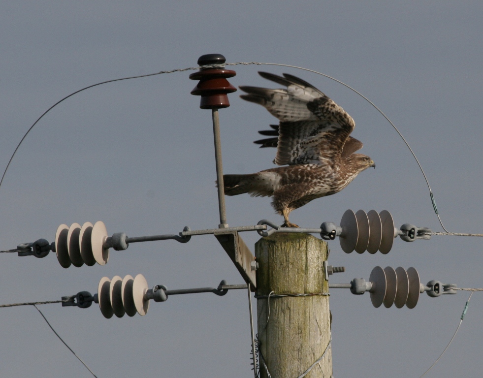 Islay Natural History Trust: A Power Buzzard