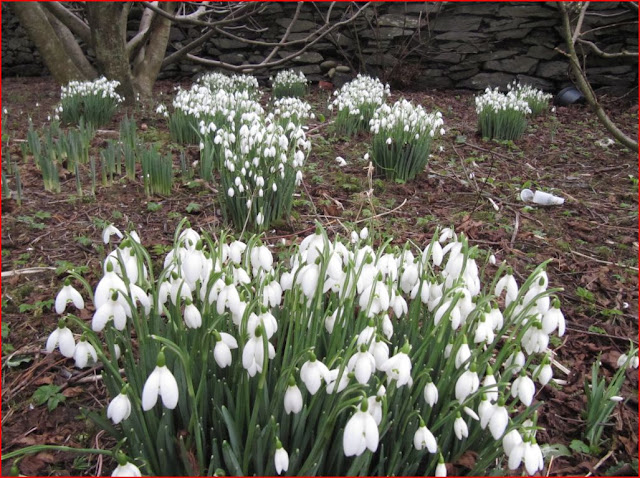Islay Natural History Trust: Snowdrops