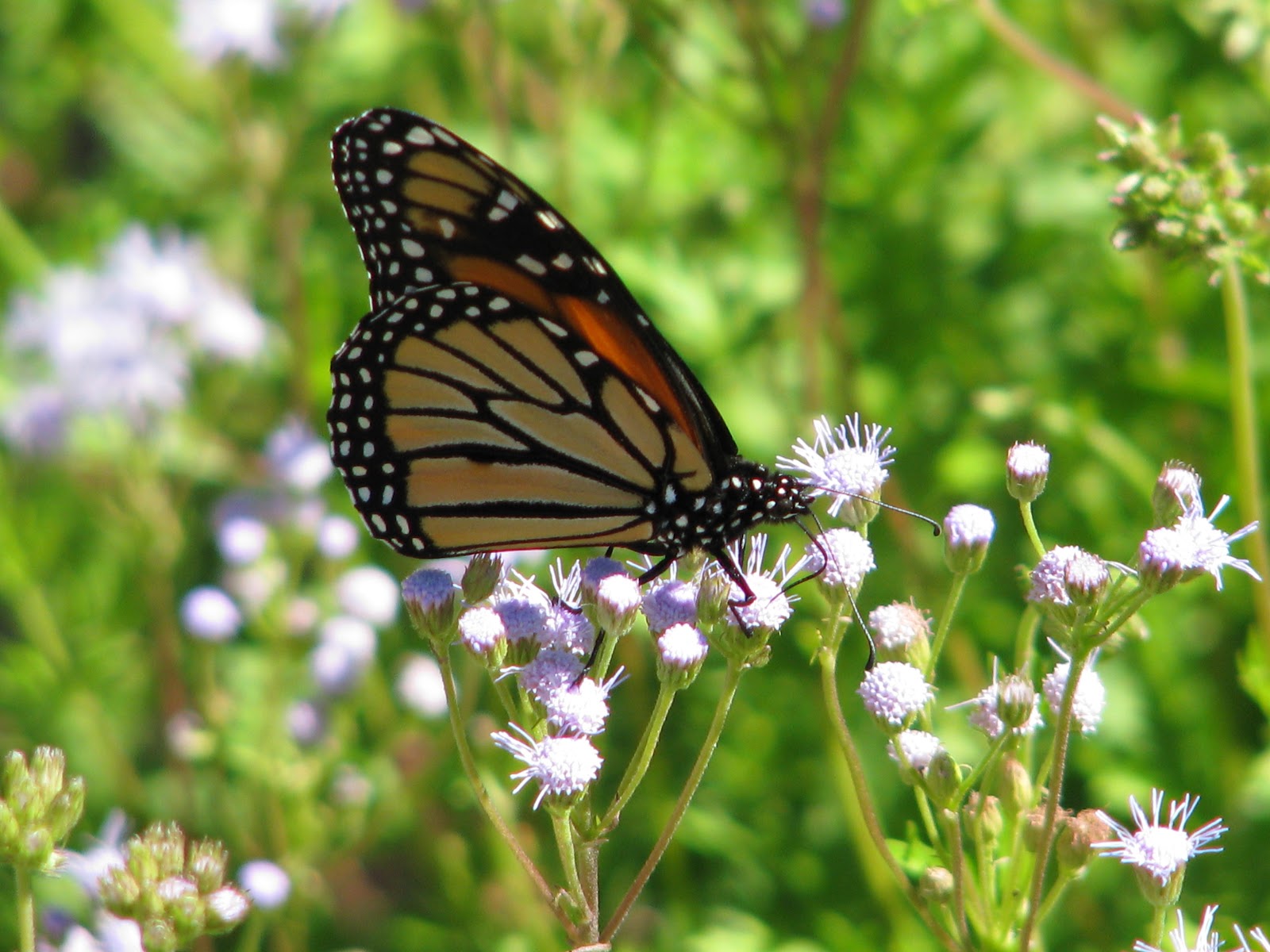 Plano Prairie Garden: Butterflies on the Prairie