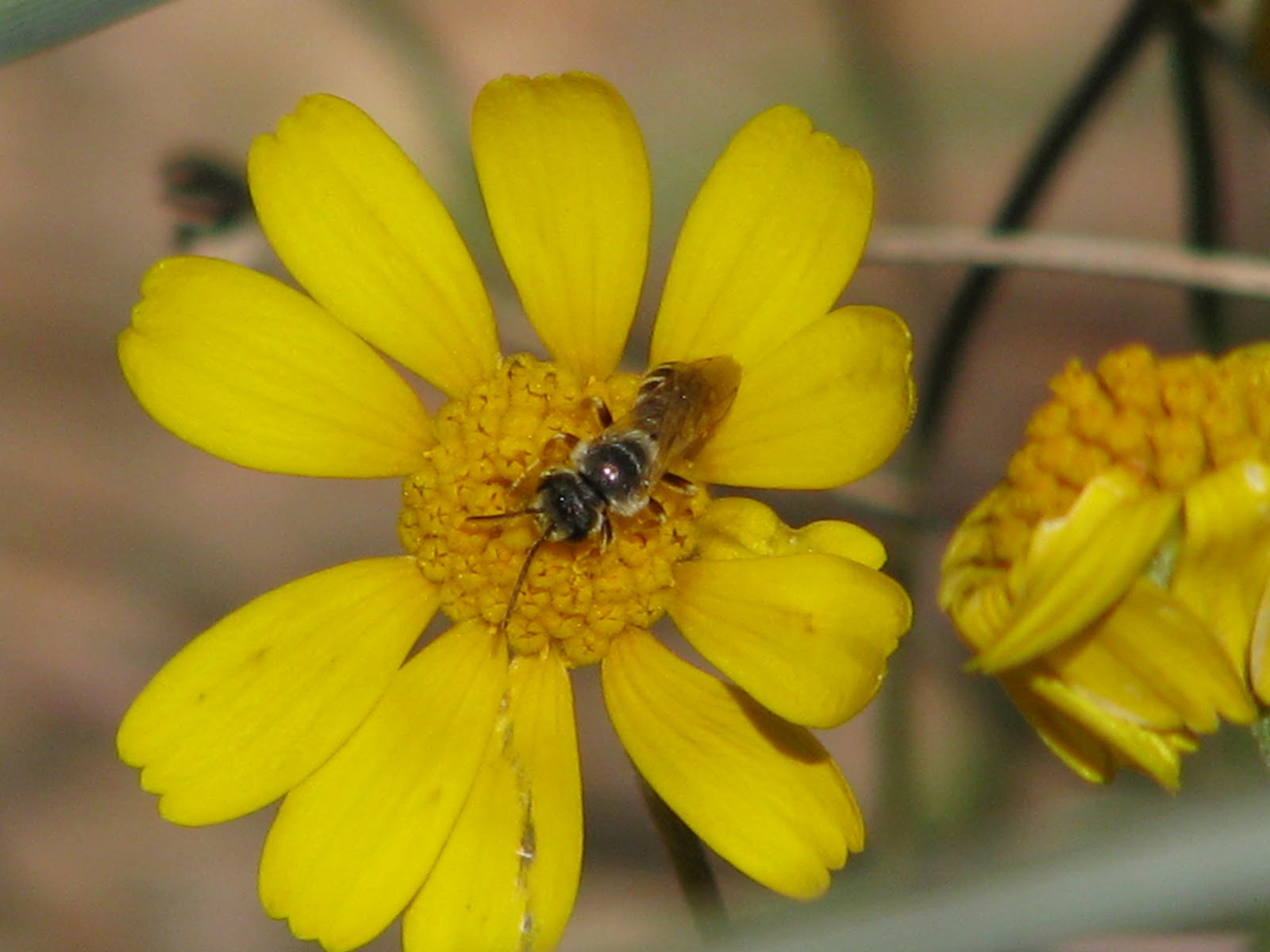 Plano Prairie Garden: Bees on the Prairie
