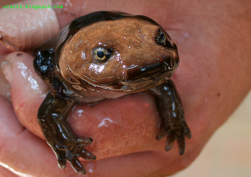 Unbelievable Facts: World's only barking (waterdogs) amphibian; MUDPUPPY