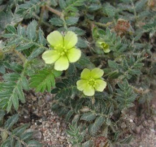 Tribestan: A Plant Saponin | Chemistry Zone