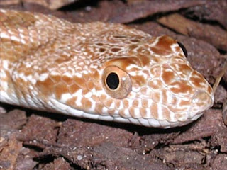 Royal Snake | Spalerosophis diadema | Indian Animals