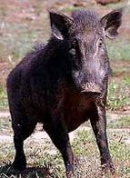 Indian Animals: THE INDIAN WILD BOAR