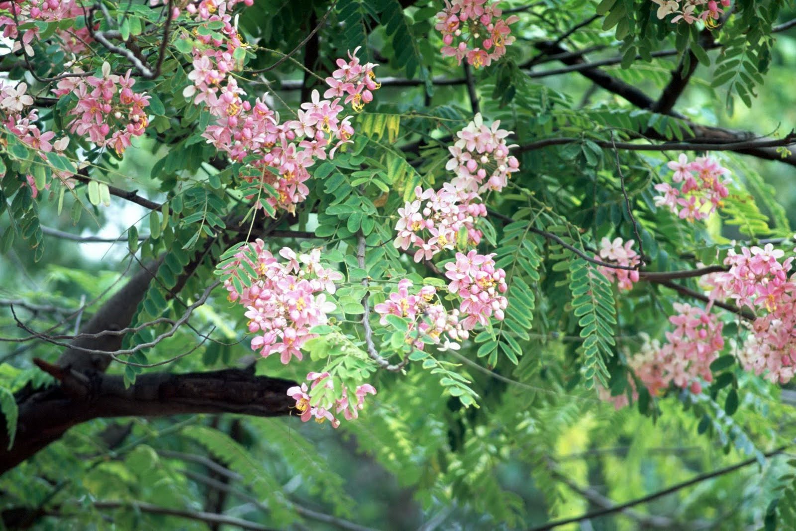 Cassia javanica | Flowering Plants and Pictures