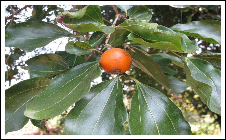 Strychnos nux-vomica | Flowering Plants and Pictures