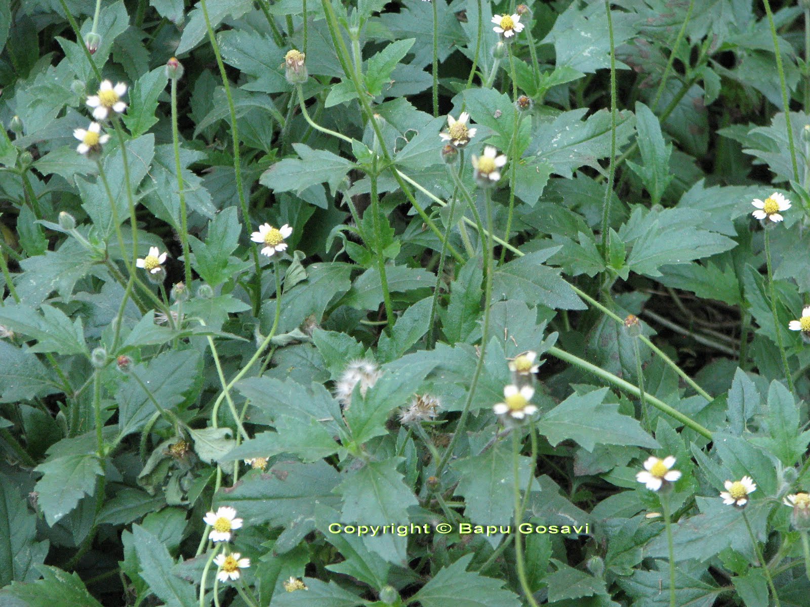 Tridax procumbens | Flowering Plants and Pictures