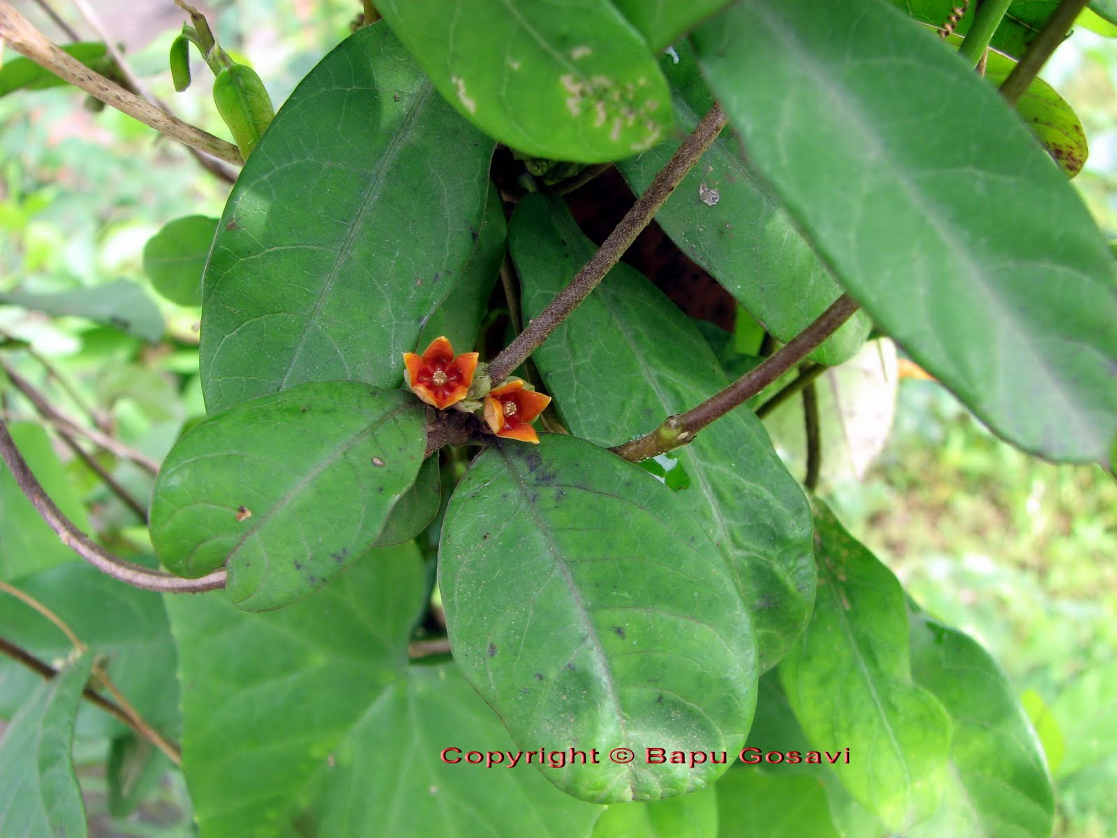 Hemidesmus indica var. pubescens | Flowering Plants and Pictures