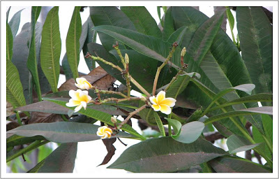 Plumeria acuminata | Flowering Plants and Pictures