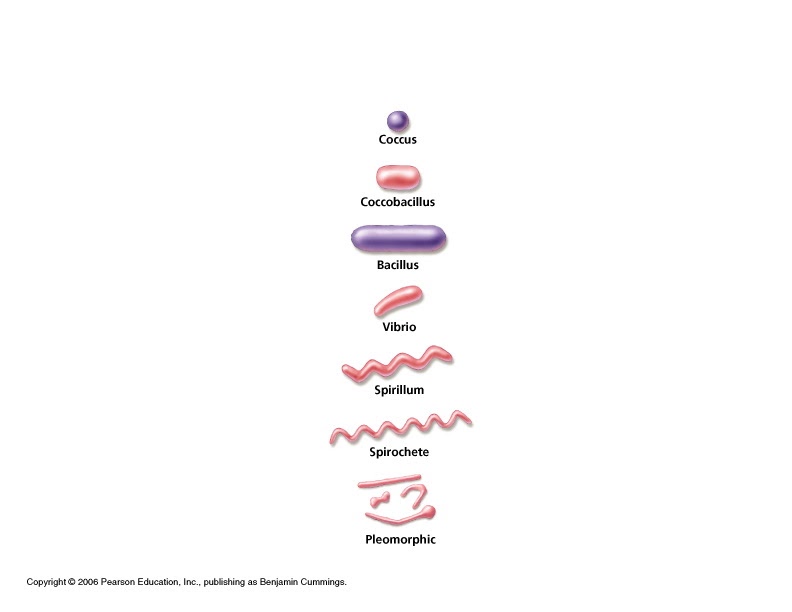 Non Pathogenic Bacteria