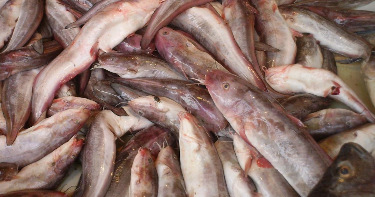 Philippine Food Illustrated: hito