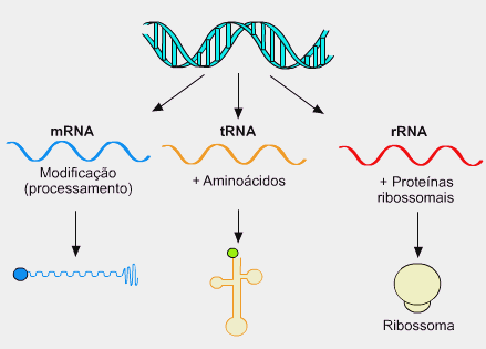 BioGeo11A: Composição e Estrutura do RNA