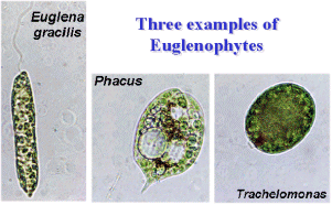 abrella budaklautann: EUGLENOPHYTA