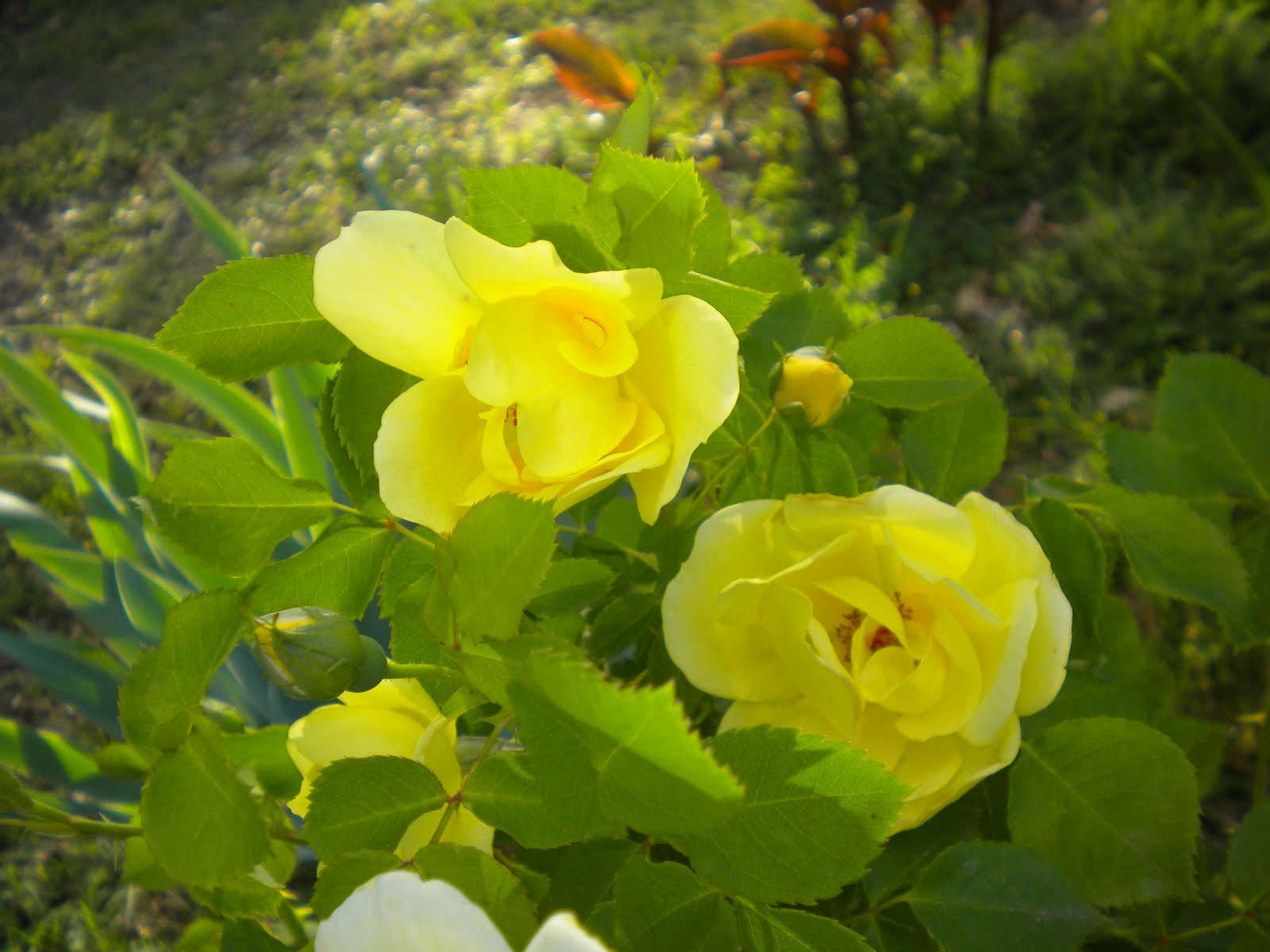 W.O.Bearden/Southern Shade Nursery: Yellow Knockout Rose