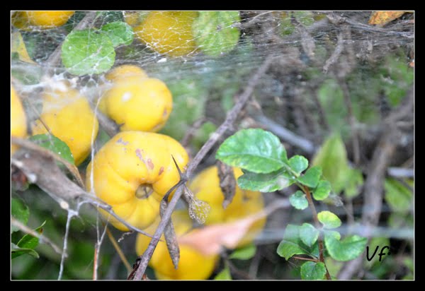 fotopoezie: Gutuia japoneza