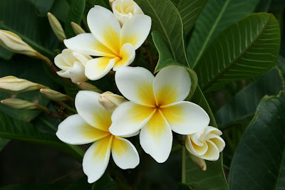 Blogmania: French Penny's