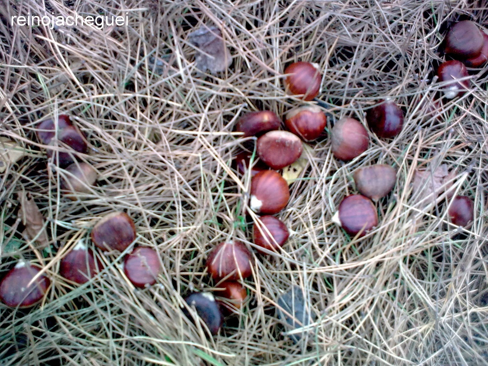 Reino Já Cheguei: Assar castanhas na caruma... (hoje)
