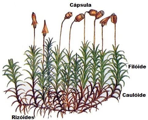 Reino Já Cheguei: O que saber sobre o(s) Musgo(s)